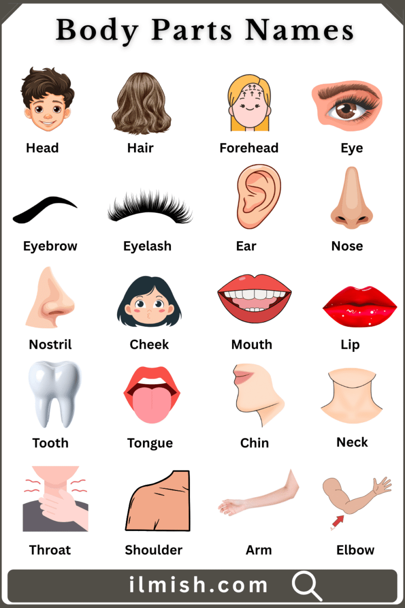Body Parts Names for Kids in English with Pictures - ilmish