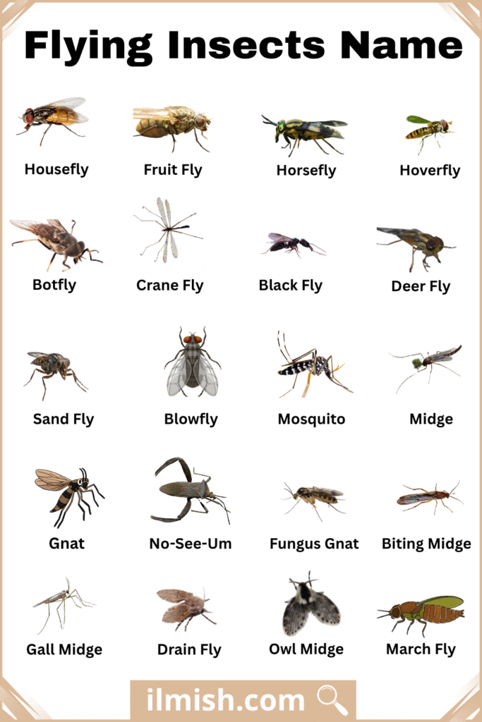 List of Flying Insects Names in English with Images - ilmish