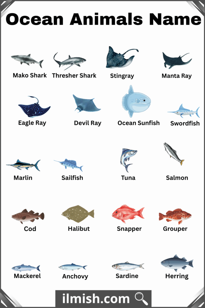 List of Ocean Animals Names in English with Pictures - ilmish