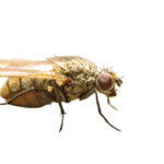 List of Flying Insects Names in English with Images - ilmish