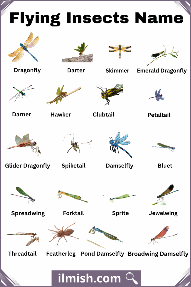 List of Flying Insects Names in English with Images - ilmish
