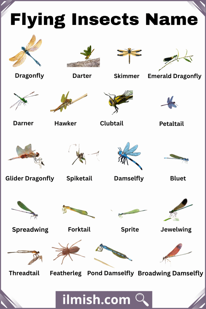 List of Flying Insects Names in English with Images - ilmish