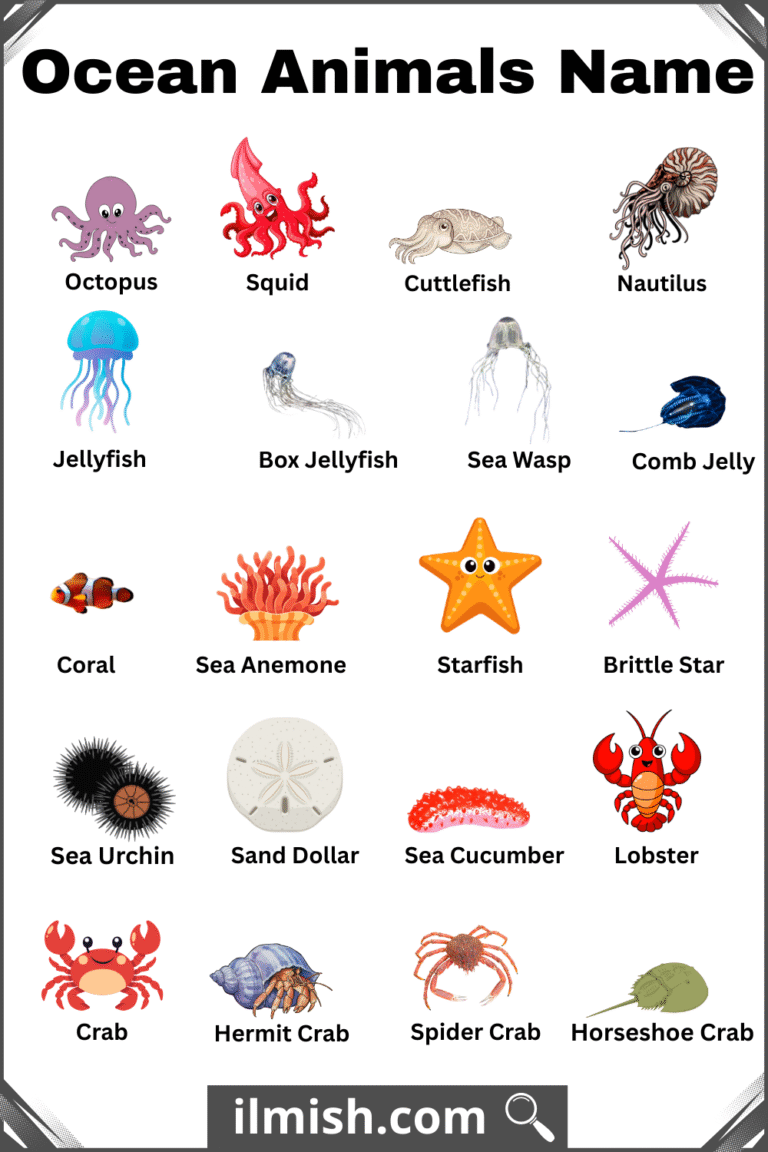 List of Ocean Animals Names in English with Pictures - ilmish
