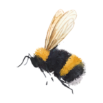 List of Bees with Names and Types in English with Pictures - ilmish