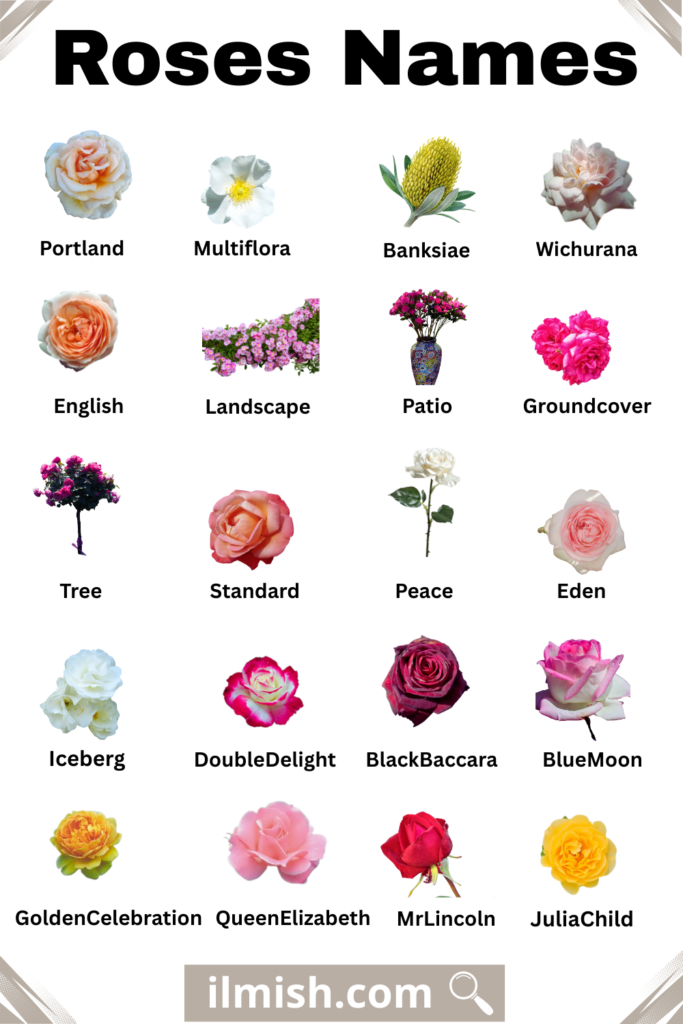 List of Roses with Names and Types in English with Pictures - ilmish
