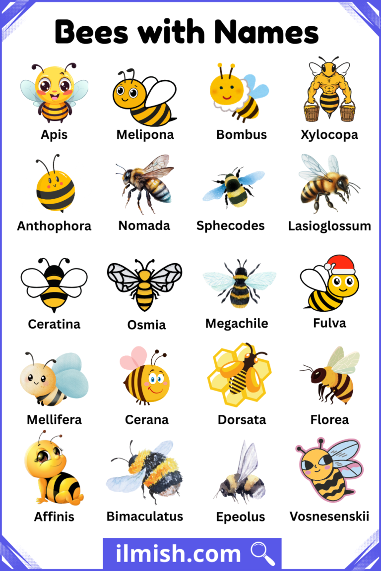 List of Bees with Names and Types in English with Pictures - ilmish
