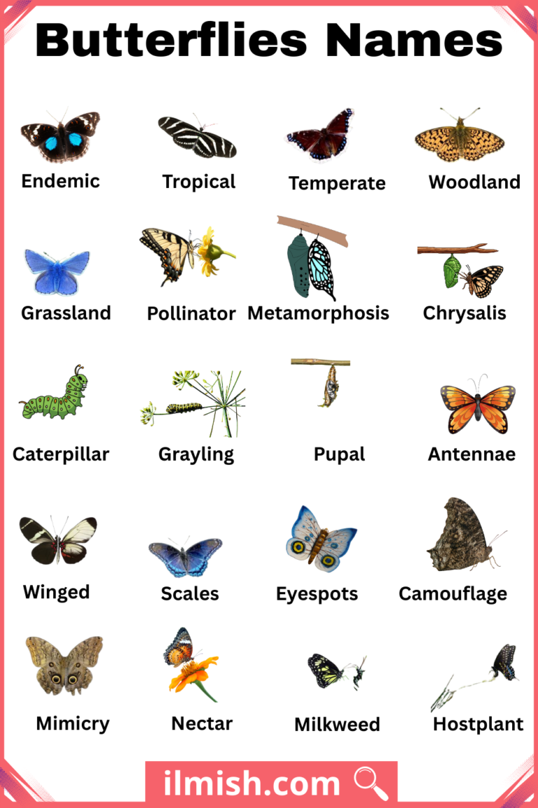 List of Butterflies with Names and Types in English with Pictures - ilmish