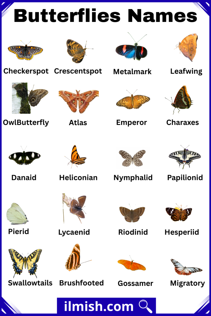 List of Butterflies with Names and Types in English with Pictures - ilmish