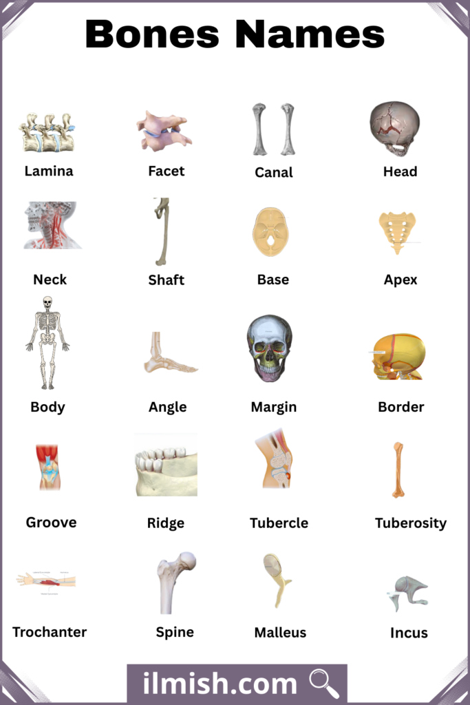 List of Bones with Names and Types in English with Pictures - ilmish