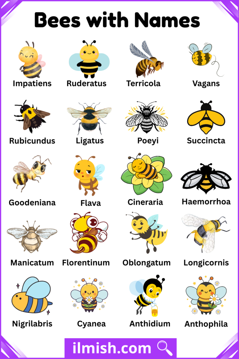List of Bees with Names and Types in English with Pictures - ilmish