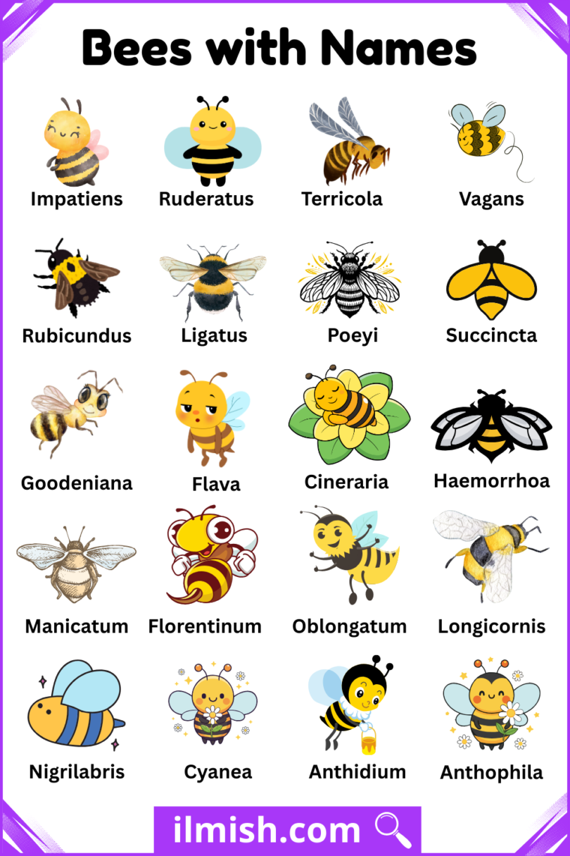 List of Bees with Names and Types in English with Pictures - ilmish