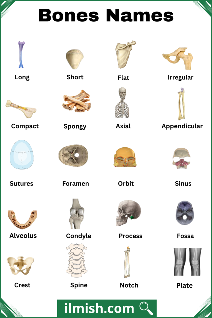 List of Bones with Names and Types in English with Pictures - ilmish