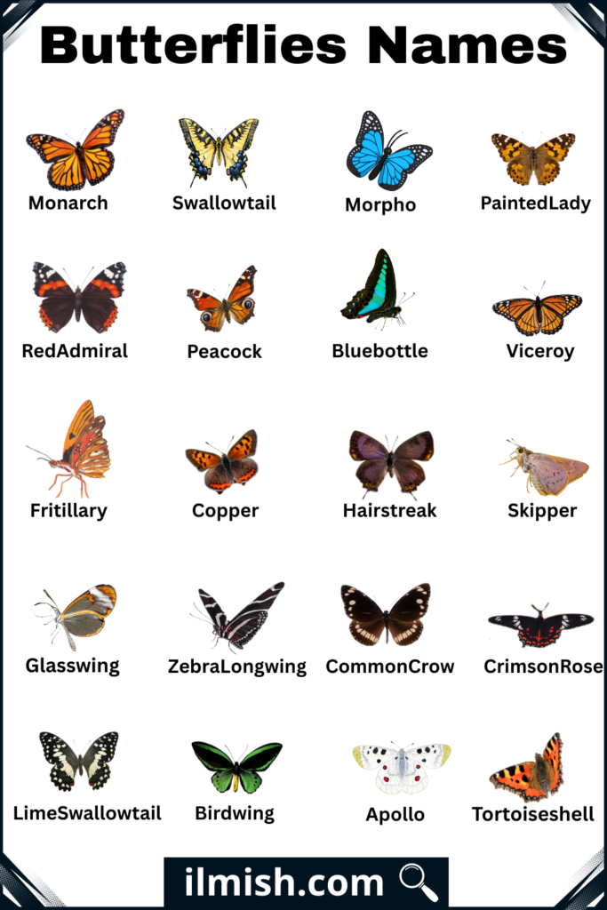 List of Butterflies with Names and Types in English with Pictures - ilmish
