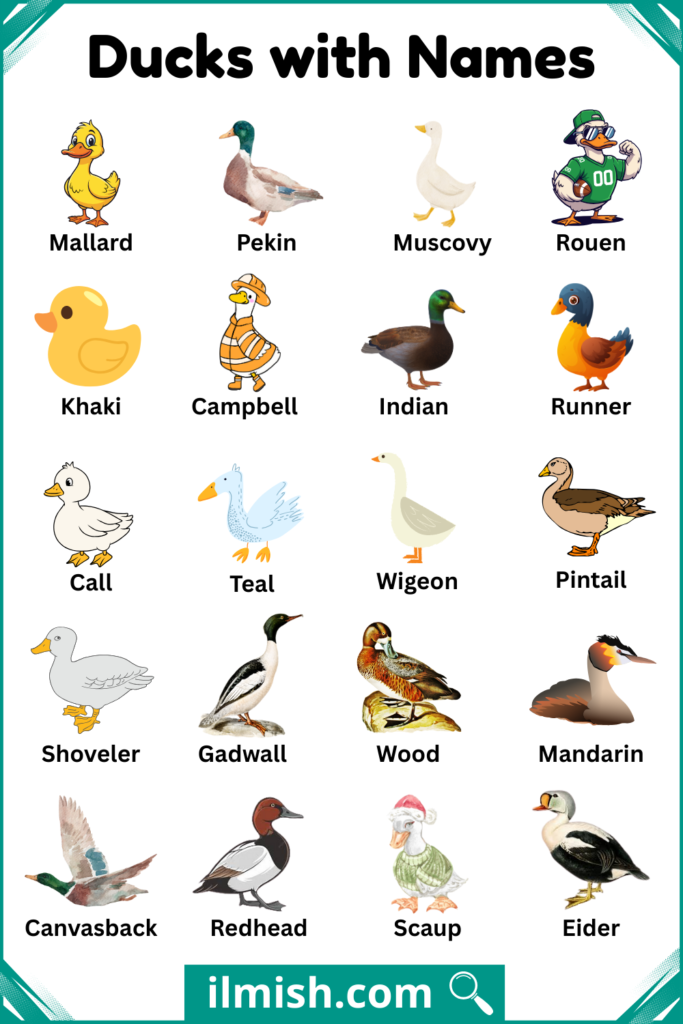 List of Ducks with Names and Types in English with Pictures - ilmish
