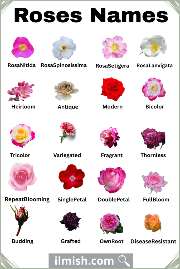 List of Roses with Names and Types in English with Pictures - ilmish