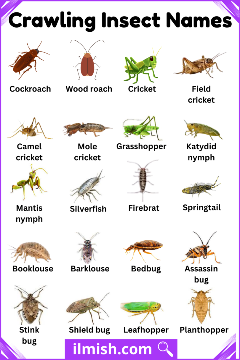 List of Crawling Insects Names in English with Pictures - ilmish