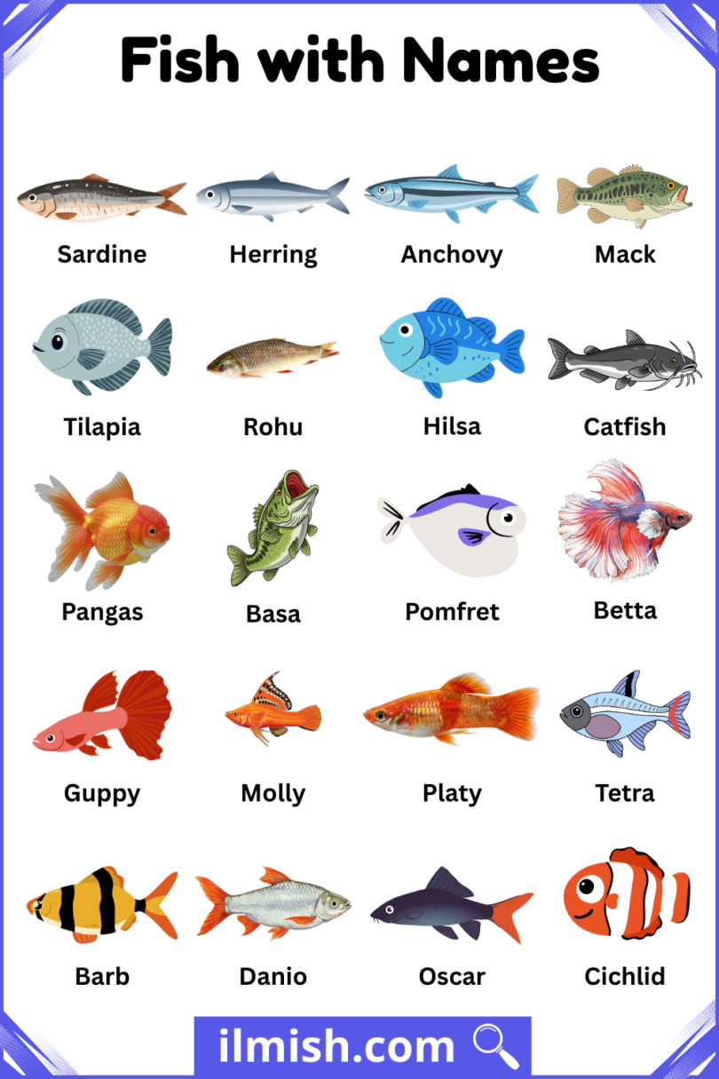 List of Fish with Names and Types in English with Pictures - ilmish