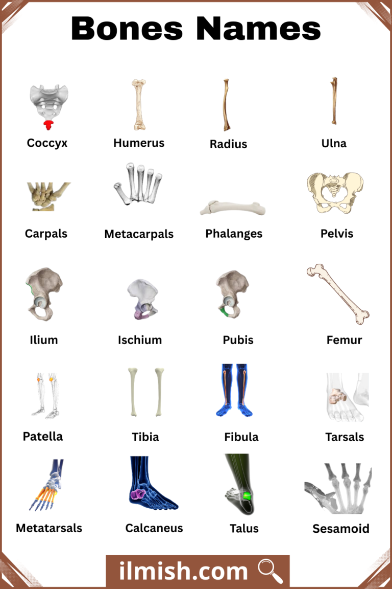 List of Bones with Names and Types in English with Pictures - ilmish