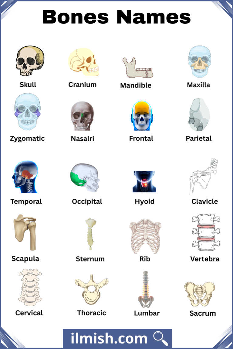 List of Bones with Names and Types in English with Pictures - ilmish