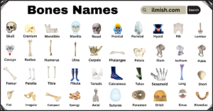 List of Bones with Names and Types in English with Pictures - ilmish