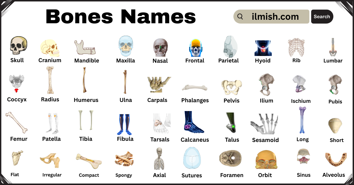 List of leaves with Names and Types in English with Pictures - ilmish