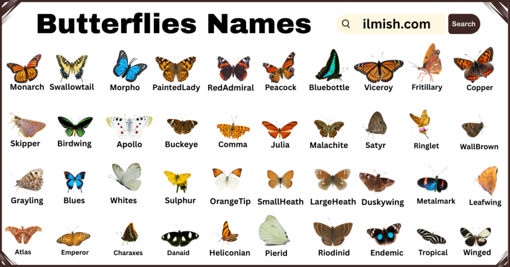 List of Butterflies with Names and Types in English with Pictures - ilmish