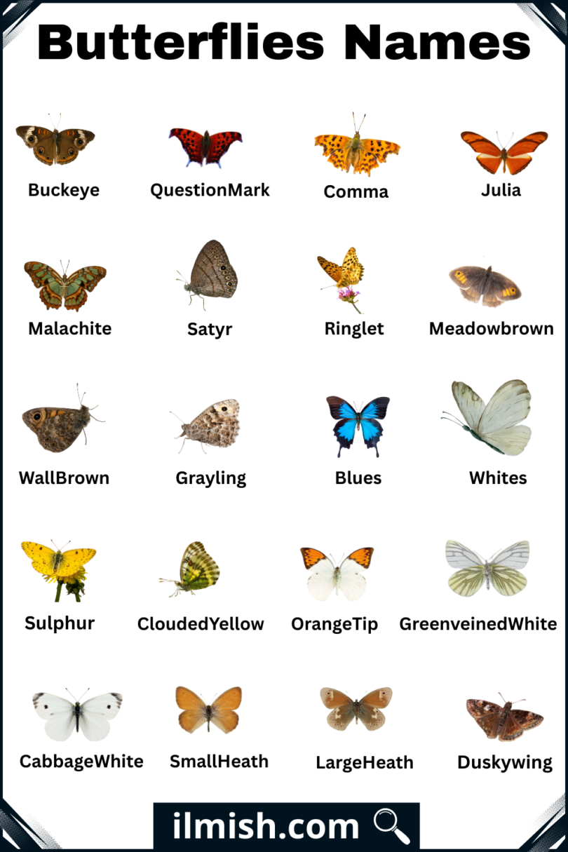 List of Butterflies with Names and Types in English with Pictures - ilmish