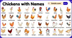 List of Chickens with Names and Types in English with Pictures - ilmish