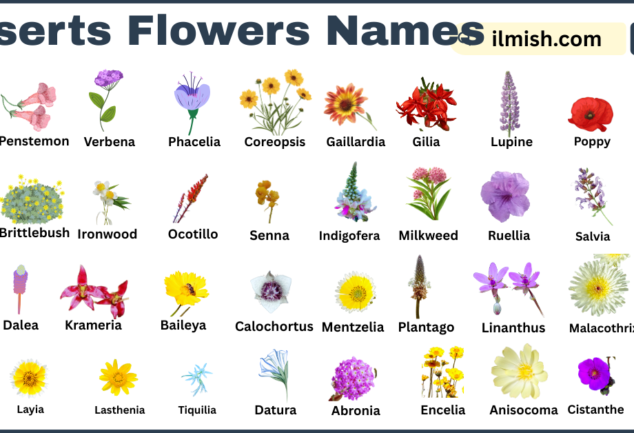 List of dates with Names and Types in English with Pictures - ilmish