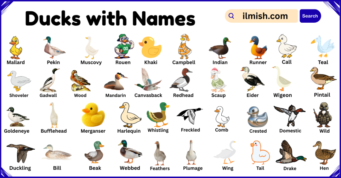 List of Ducks with Names and Types in English with Pictures - ilmish