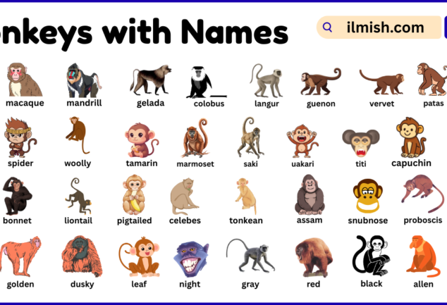 List of Paper with Names and Types in English with Pictures - ilmish
