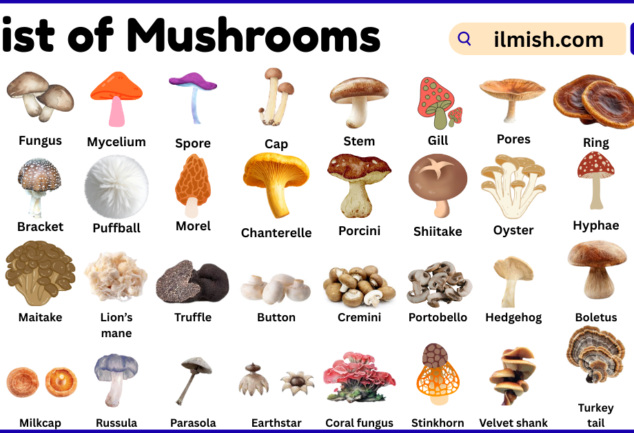 Types of Mushrooms Names in English and Pictures - ilmish