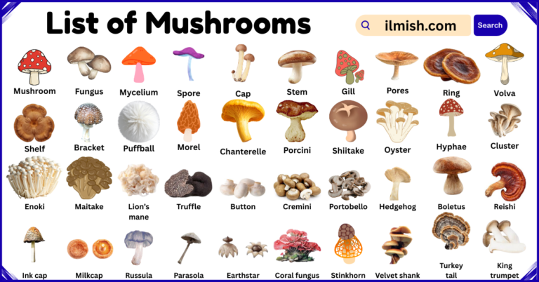 List of Mushrooms with Names and Types in English with Pictures - ilmish