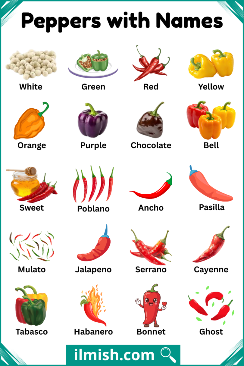 List of Peppers with Names and Types in English with Pictures - ilmish