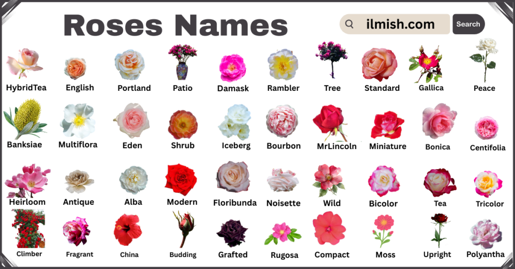 List of Roses with Names and Types in English with Pictures - ilmish
