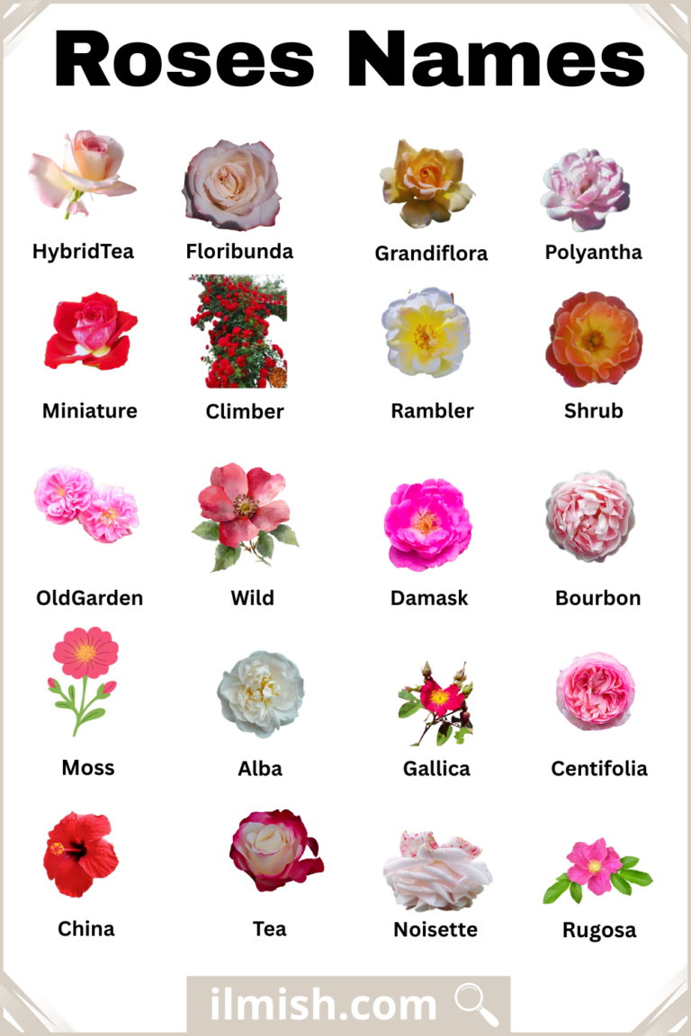 List of Roses with Names and Types in English with Pictures - ilmish