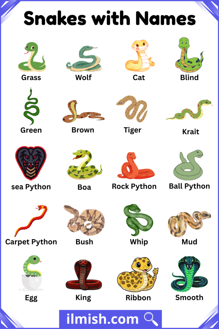 List of Snakes with Names and Types in English with Pictures - ilmish