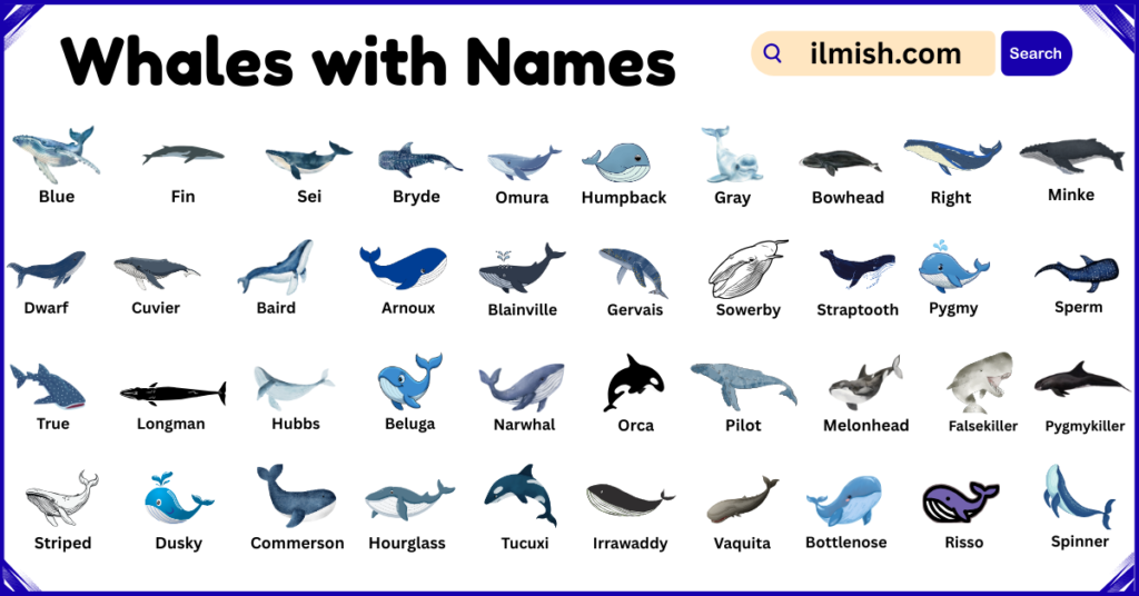 List of Whales with Names and Types in English with Pictures - ilmish