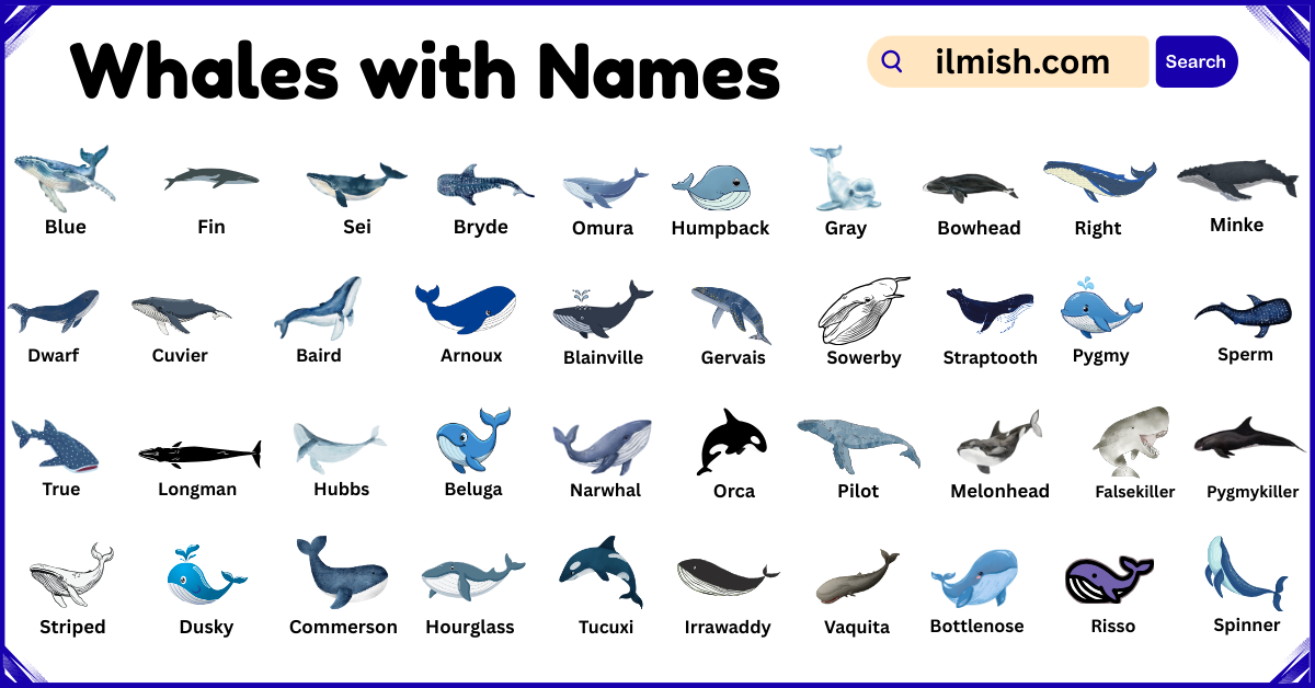 List of Whales with Names and Types in English with Pictures - ilmish