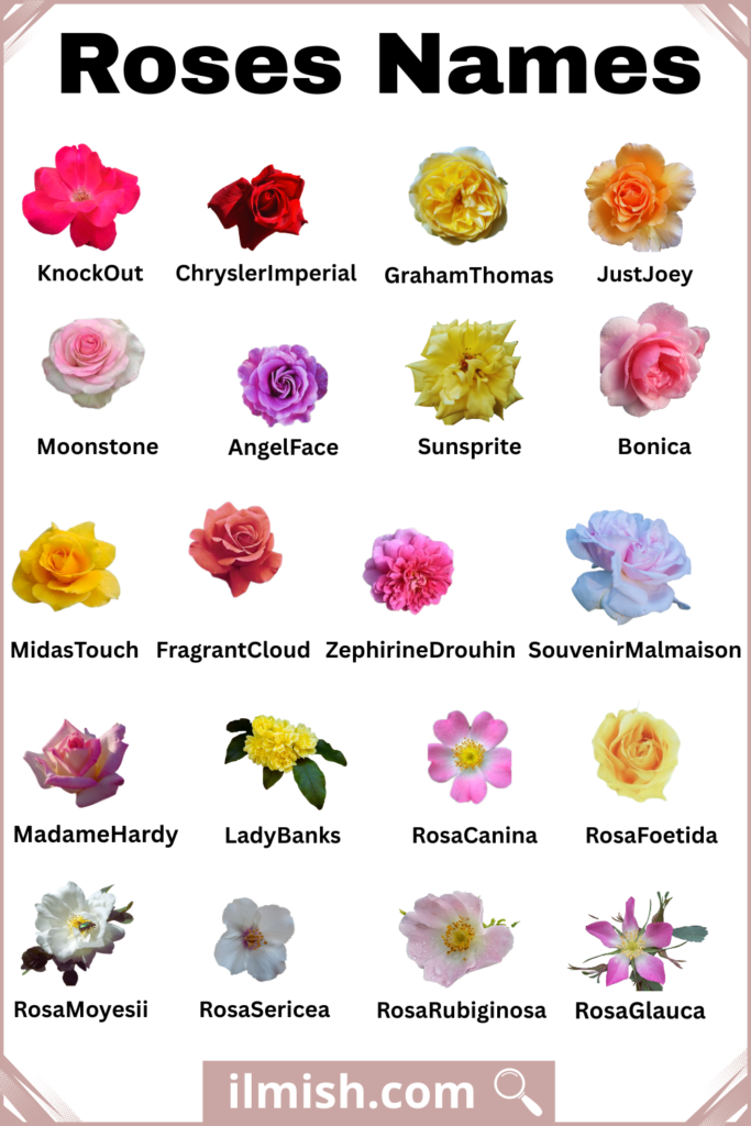 List of Roses with Names and Types in English with Pictures - ilmish