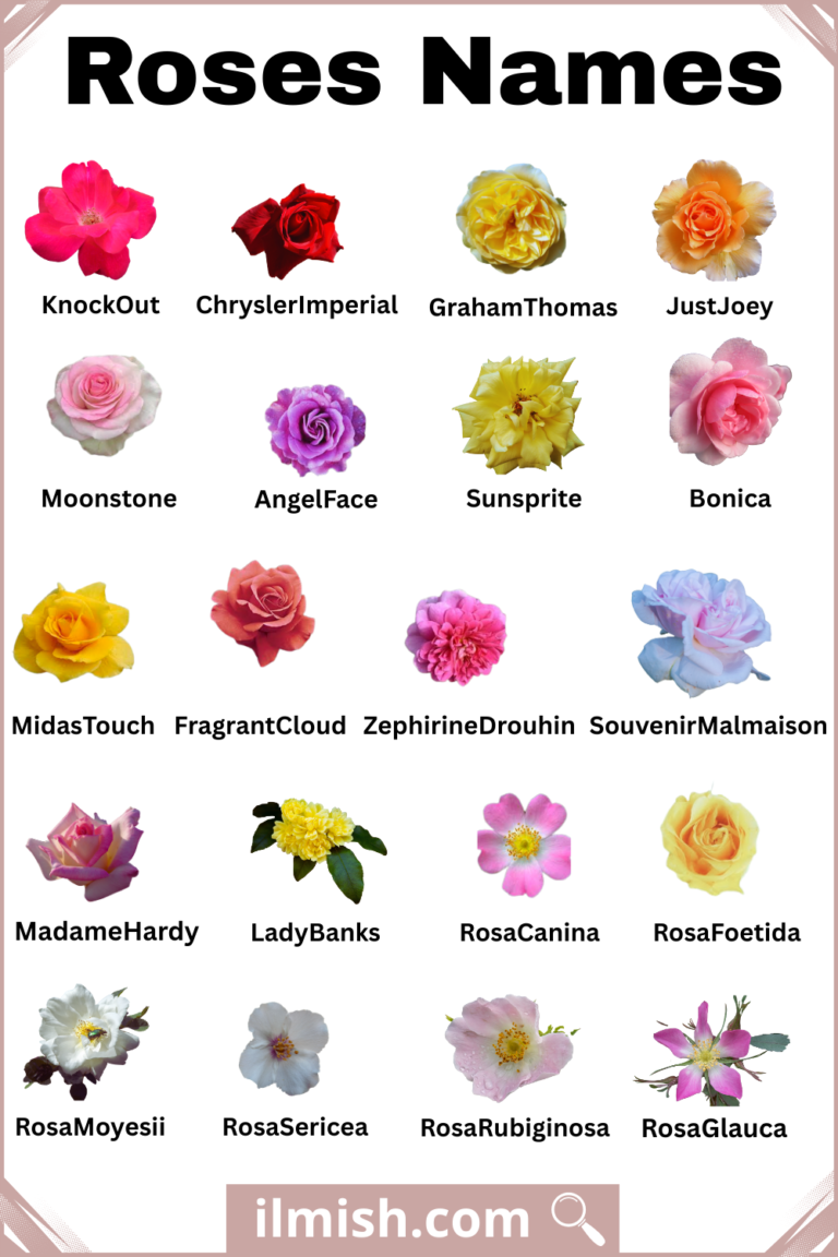 List of Roses with Names and Types in English with Pictures - ilmish