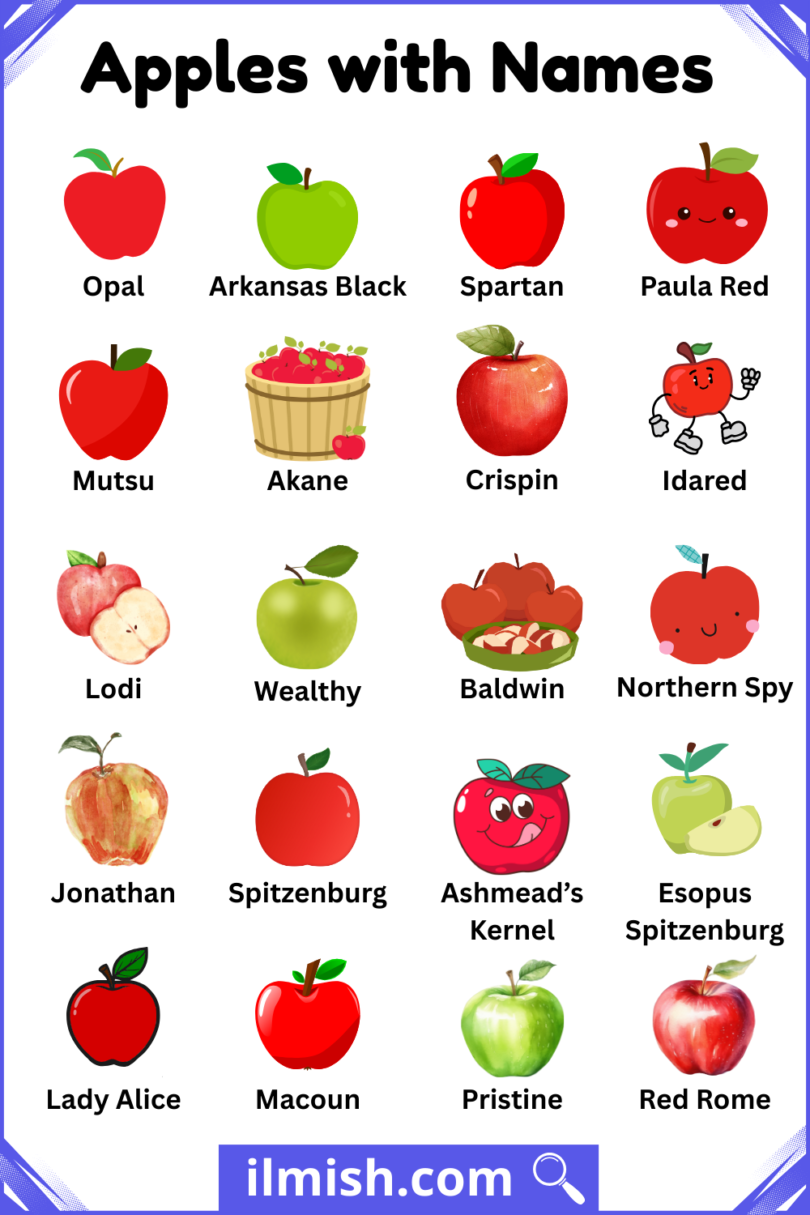 List of Apples with Names and Types in English with Pictures - ilmish