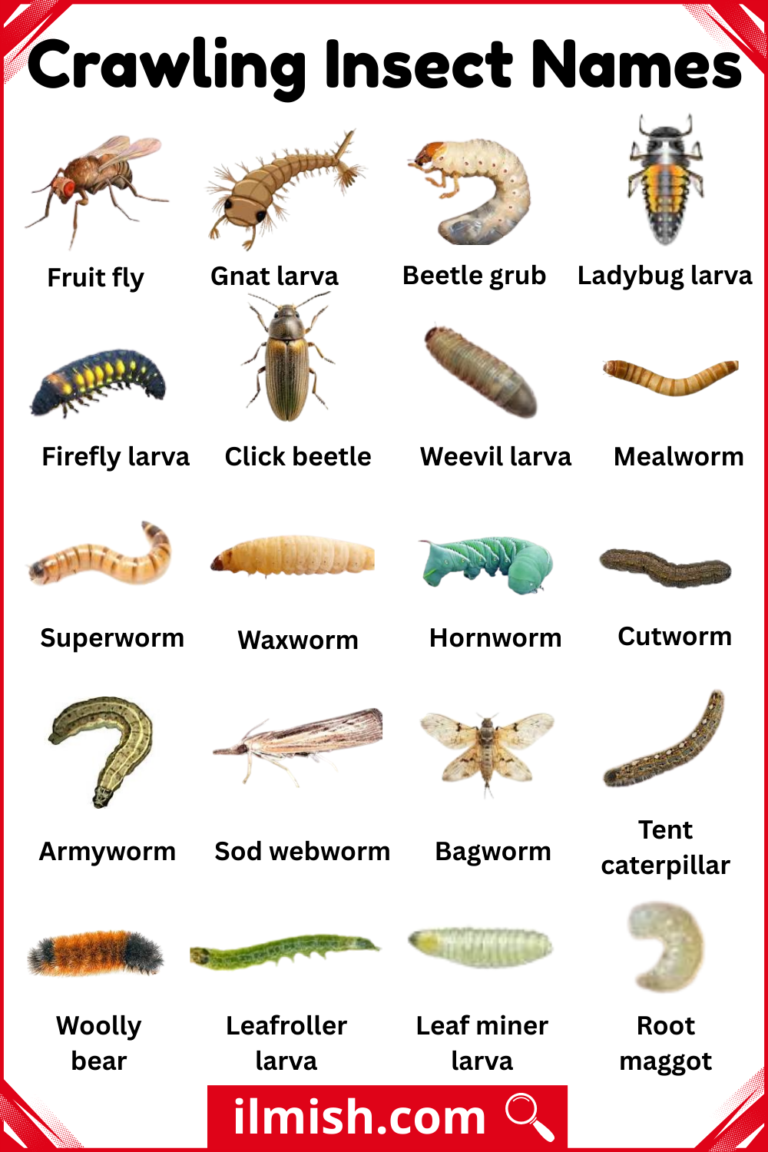 List of Crawling Insects Names in English with Pictures - ilmish