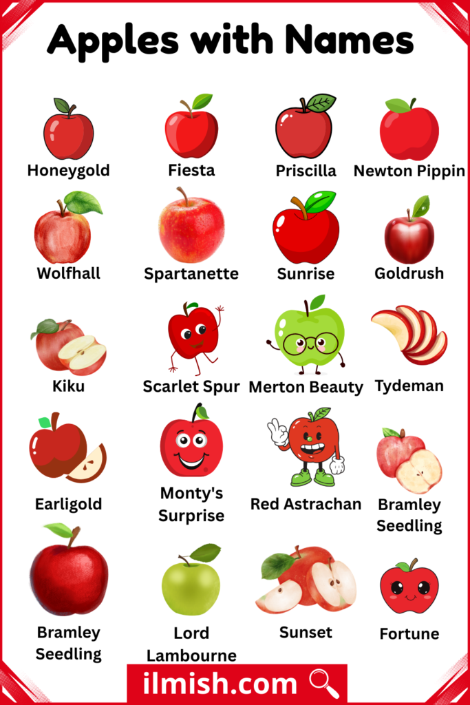 List of Apples with Names and Types in English with Pictures - ilmish