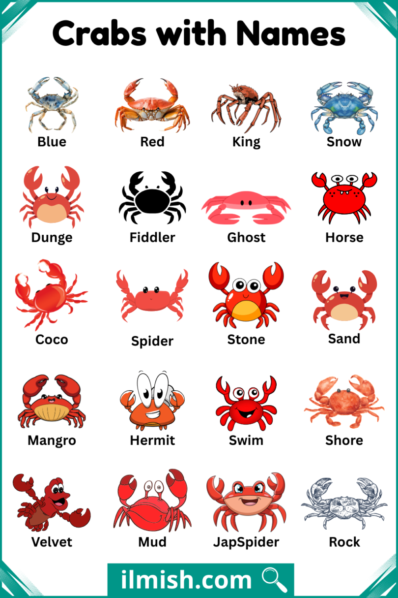 List of Crabs with Names and Types in English with Pictures - ilmish