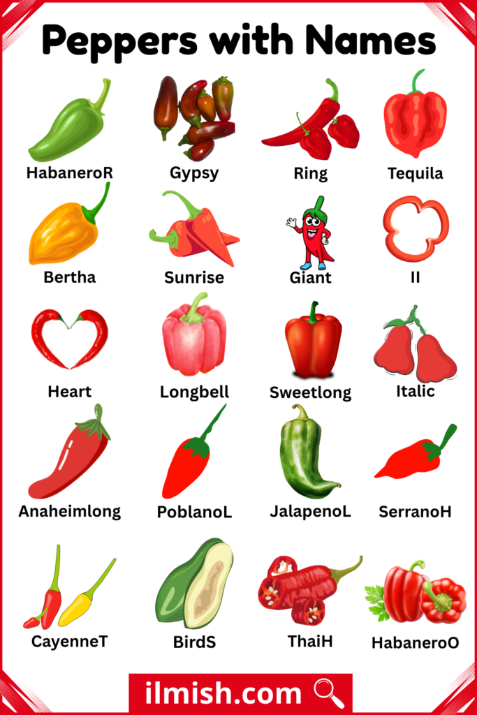 List of Peppers with Names and Types in English with Pictures - ilmish