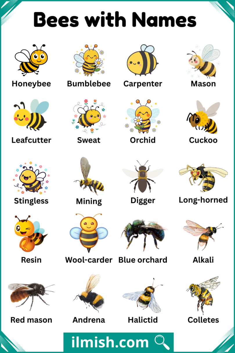 List of Bees with Names and Types in English with Pictures - ilmish