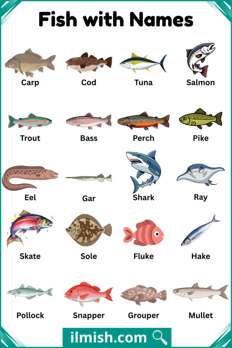 List of Fish with Names and Types in English with Pictures - ilmish