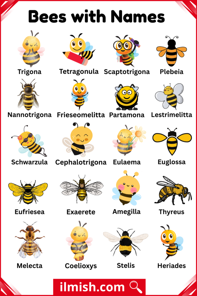 List of Bees with Names and Types in English with Pictures - ilmish