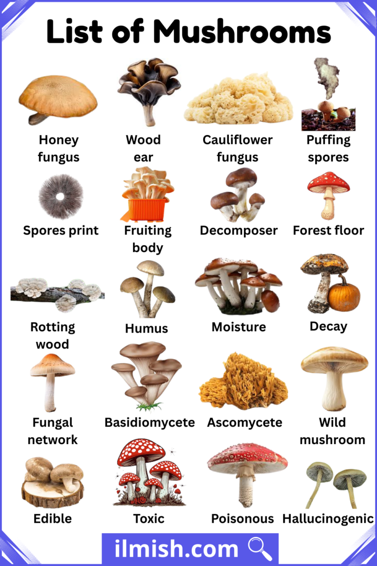 List of Mushrooms with Names and Types in English with Pictures - ilmish